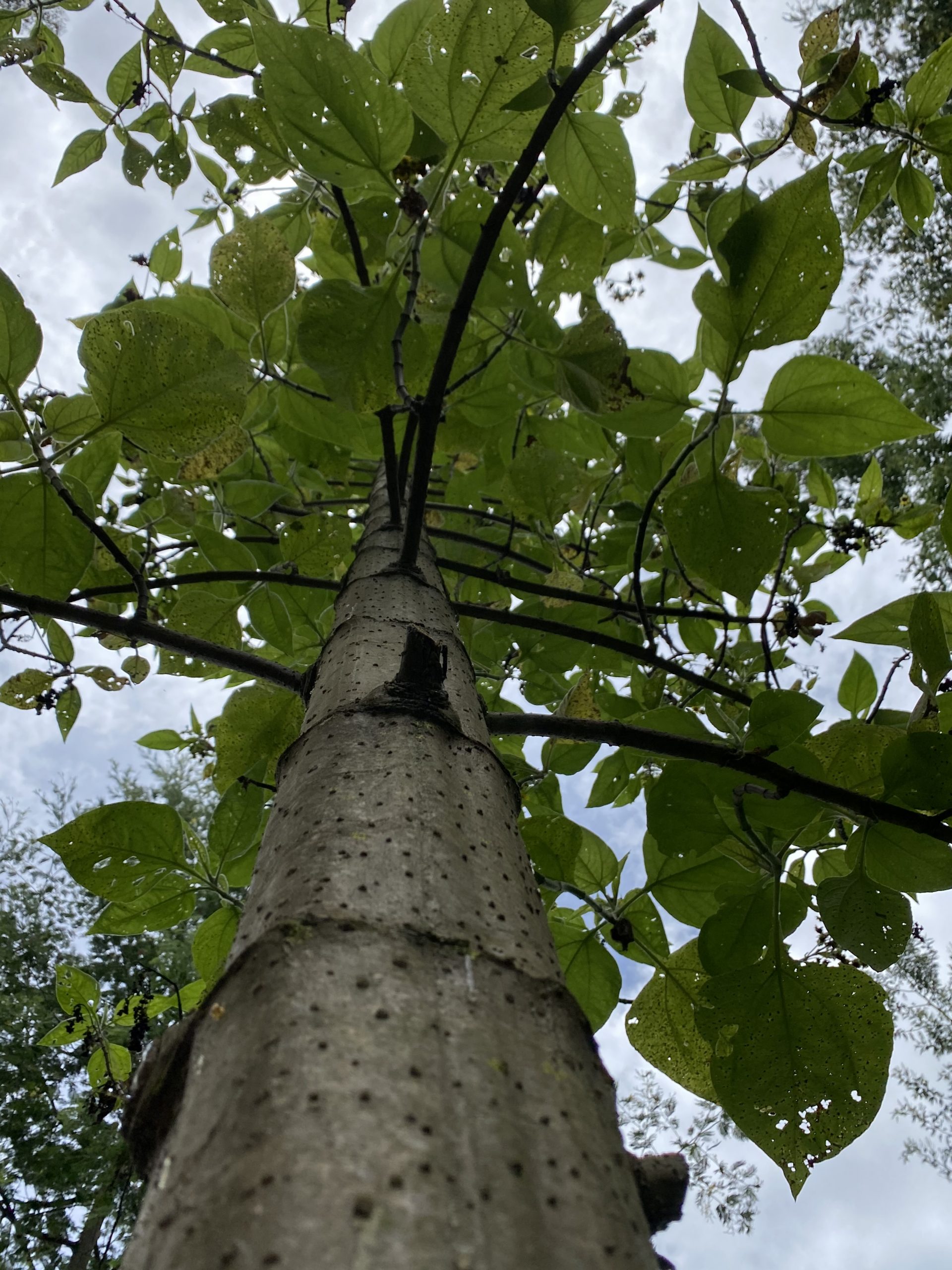 ARBOLOCO – Arboreo